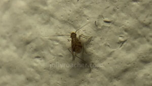 What do book lice look like: 18 photos of booklice from real houses
