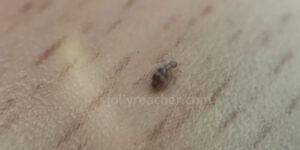 What do book lice look like: 18 photos of booklice from real houses