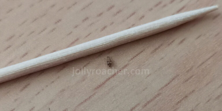 What do book lice look like: 18 photos of booklice from real houses