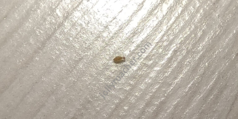 What do book lice look like: 18 photos of booklice from real houses