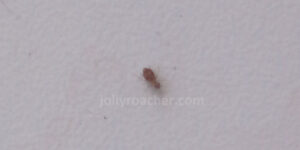 What do book lice look like: 18 photos of booklice from real houses