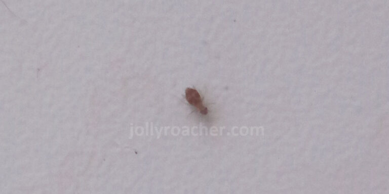 What do book lice look like: 18 photos of booklice from real houses