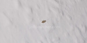 What do book lice look like: 18 photos of booklice from real houses