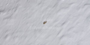 What do book lice look like: 18 photos of booklice from real houses