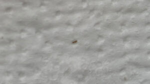 What do book lice look like: 18 photos of booklice from real houses