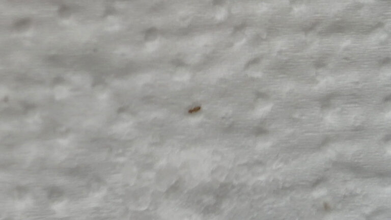 What do book lice look like: 18 photos of booklice from real houses