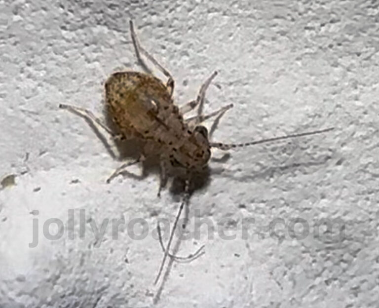 What do book lice look like: 18 photos of booklice from real houses