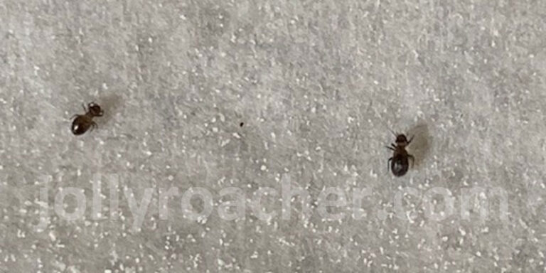 What do book lice look like: 18 photos of booklice from real houses