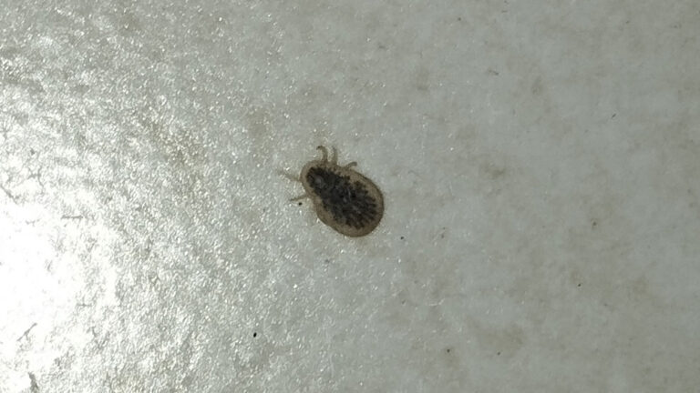 Fowl ticks in apartment in India and few words about their ability to ...