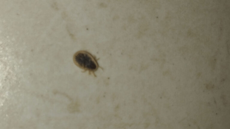 Fowl ticks in apartment in India and few words about their ability to ...