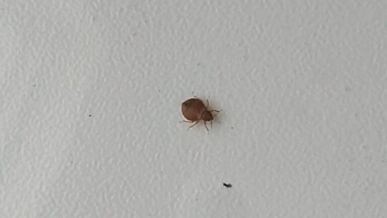 Swallow bugs in the house